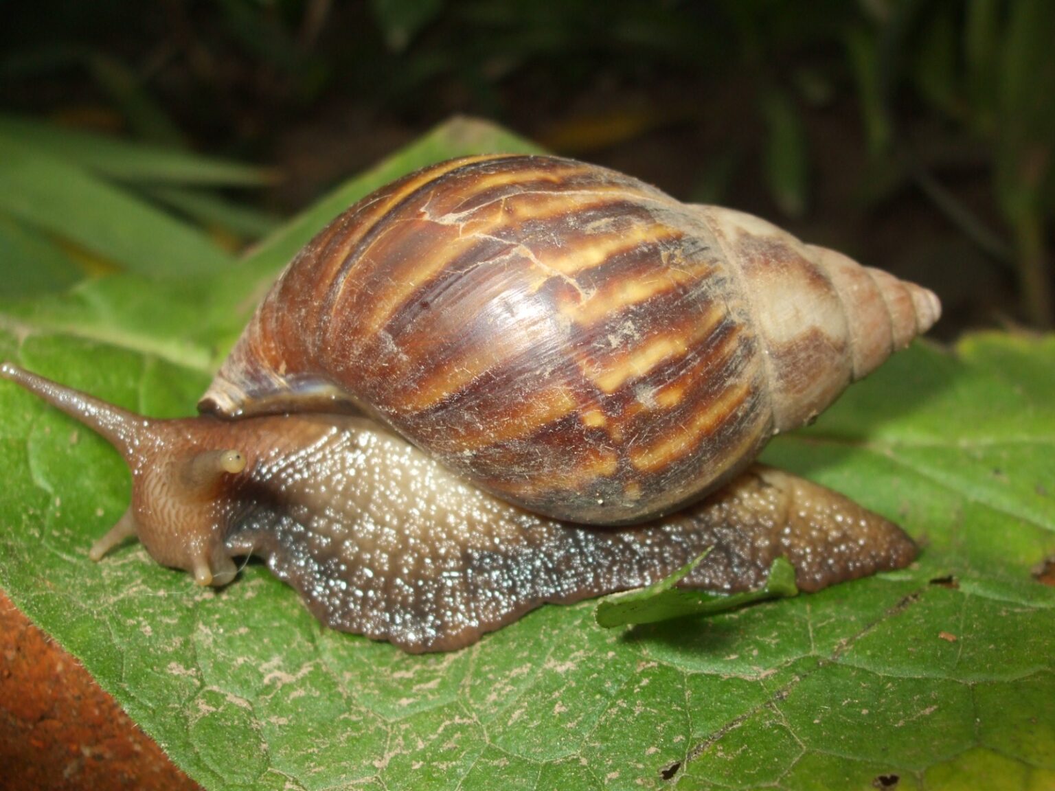 Caracol africano: la plaga silenciosa que invadió Ecuador - La Barra ...