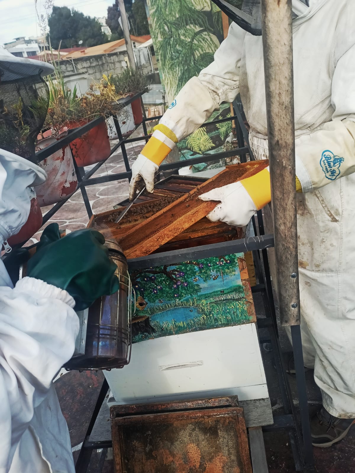 Quito, un hogar de abejas - La Barra Espaciadora
