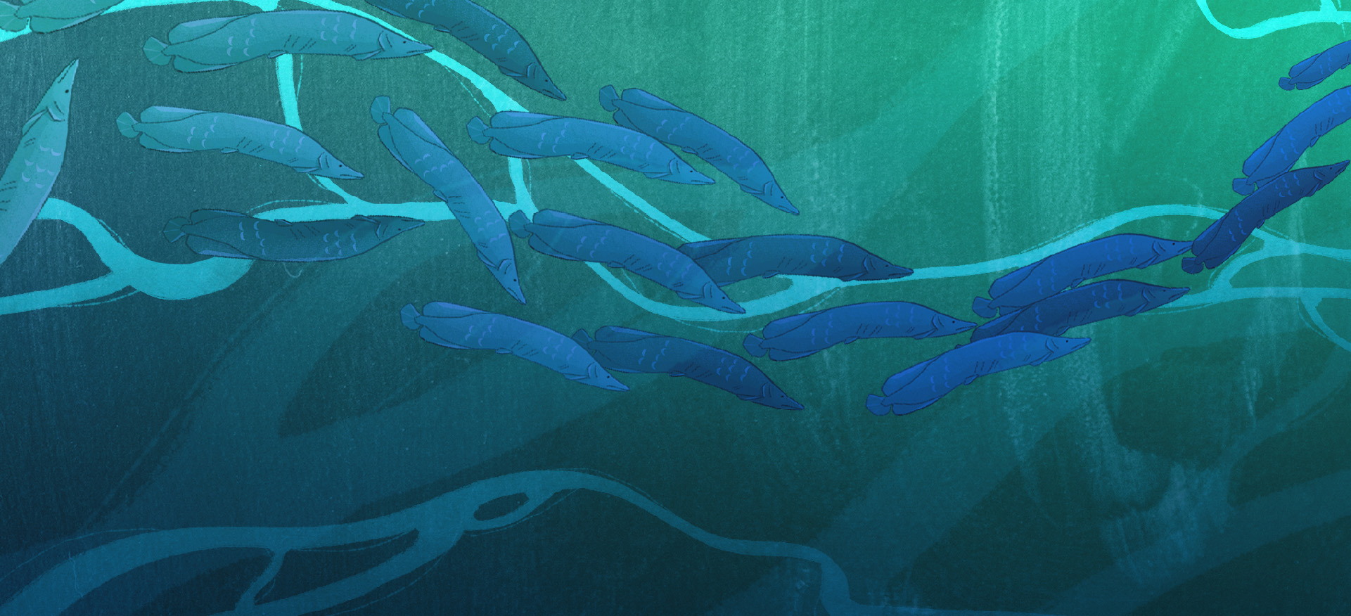 Conservar los recursos pesqueros de la Amazonía es una tarea regional ...